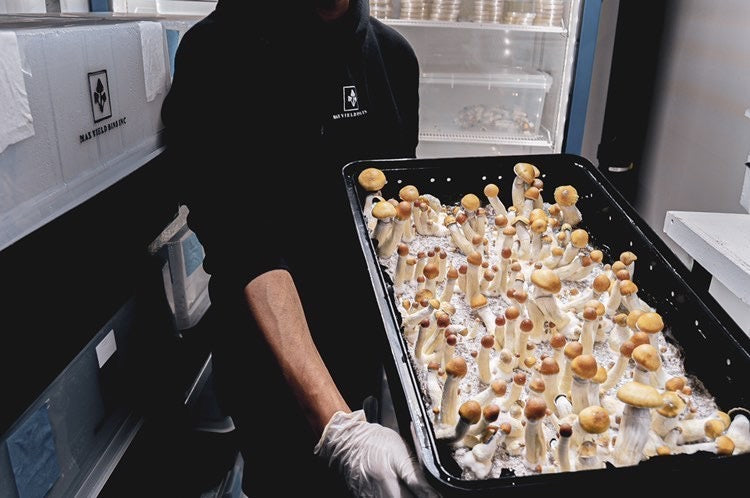 Contact Us - Mushroom Growing Kits | Max Yield Bins