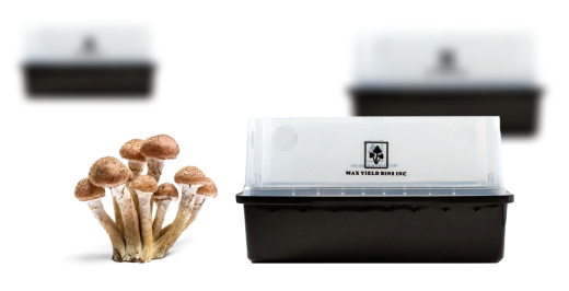 Organic Mushroom Grow Kit USA, Best Mushroom Growing Kit – Max Yield Bins
