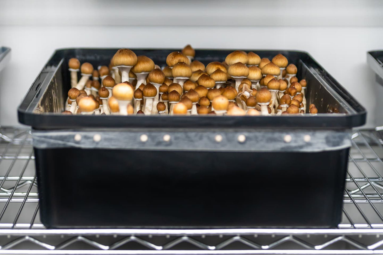 Tutorials - Setting Up Your Max Yield Bin – Max Yield Bins