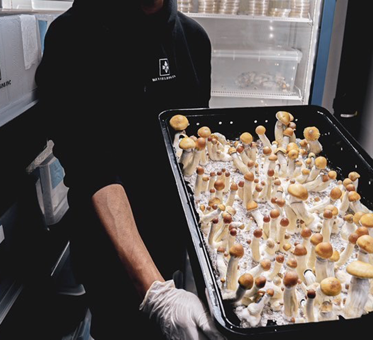 Commercial Mushroom Fruiting Chamber, Commercial Mushroom Growing Kit ...